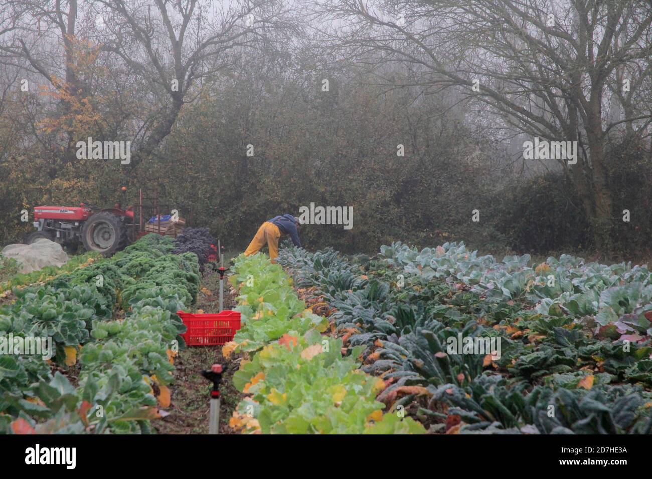 Kale (Brassica oleracea palmifolia) cabbage harvest at an organic ...