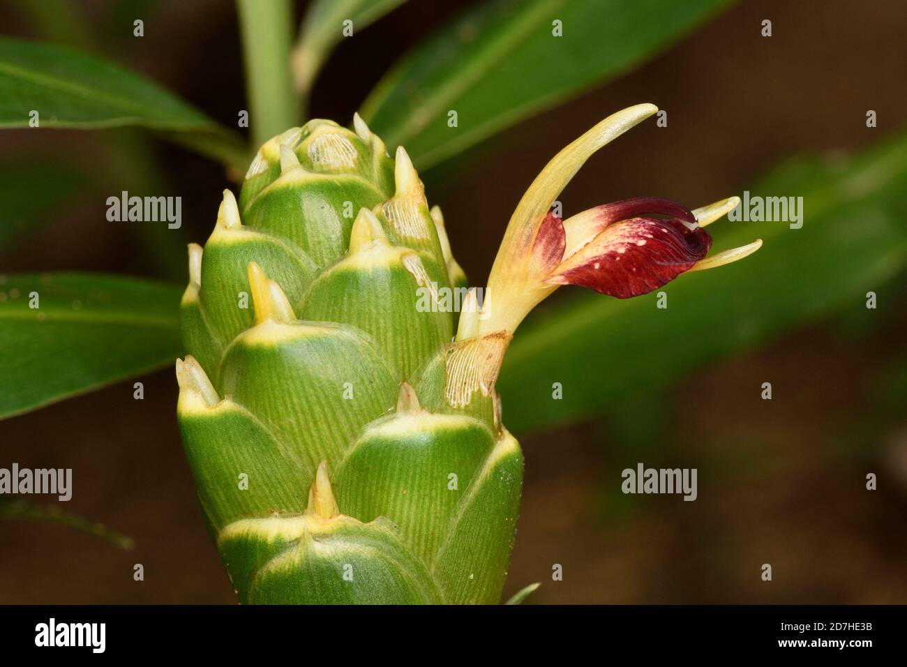 Ginger flower (Zingiber officinale) in a plantation), Alaotra-Mangoro ...