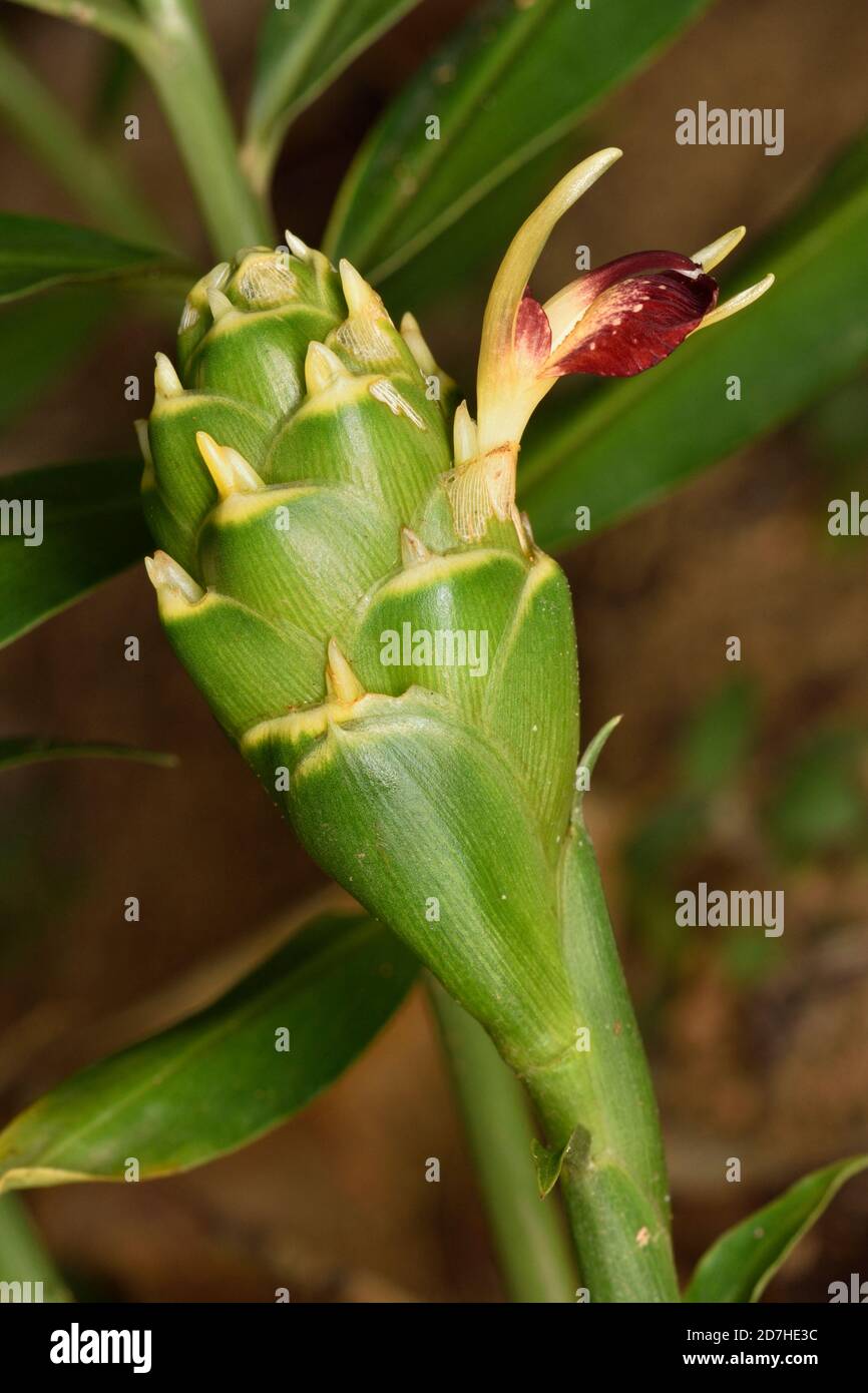 Ginger flower (Zingiber officinale) in a plantation), Alaotra-Mangoro ...