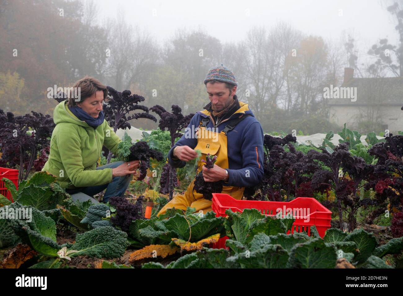 Market gardener's wife helping her husband to harvest cabbage Kale ...