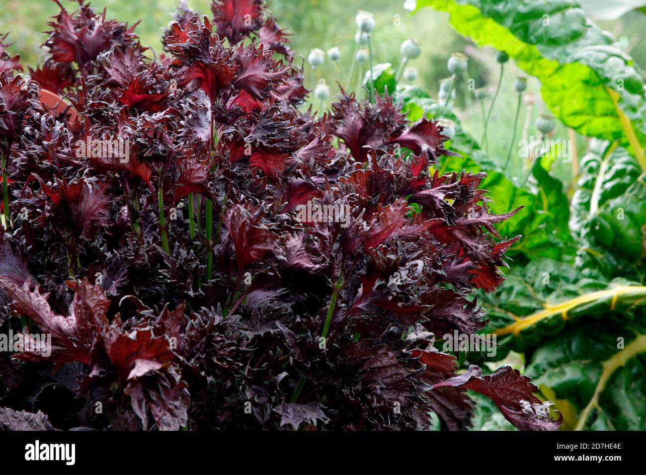 Shiso (Perilla frutescens Stock Photo - Alamy