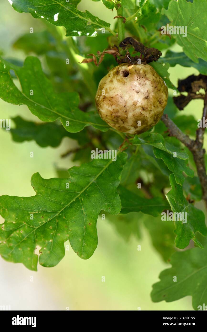 Gall of the Cynips of the oak (Cynips quercusfolii) on an oak ...