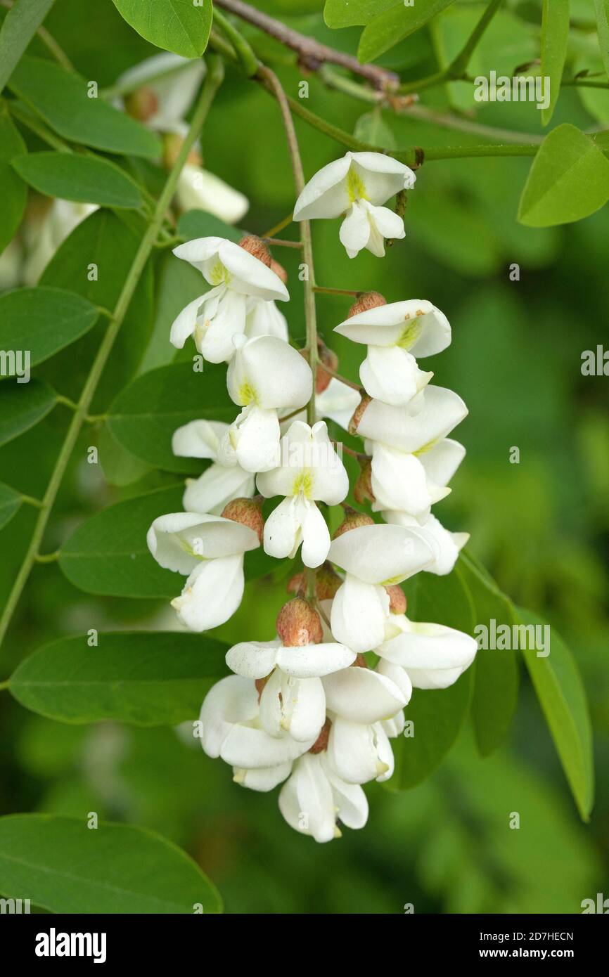 Black locust (Robinia pseudoacacia) flowers Stock Photo - Alamy
