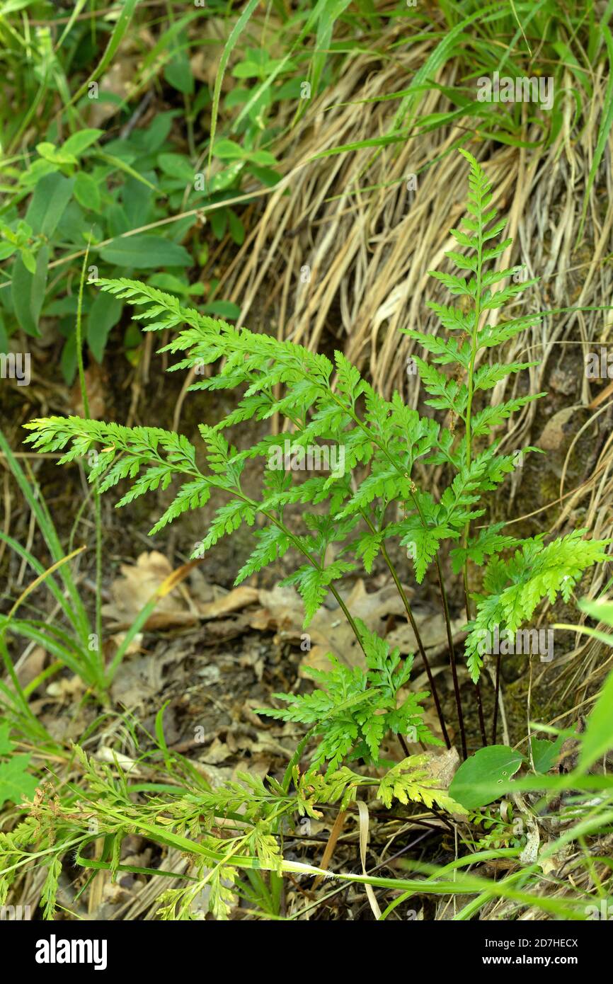 Black spleenwort(Asplenium adiantum-nigrum Stock Photo - Alamy