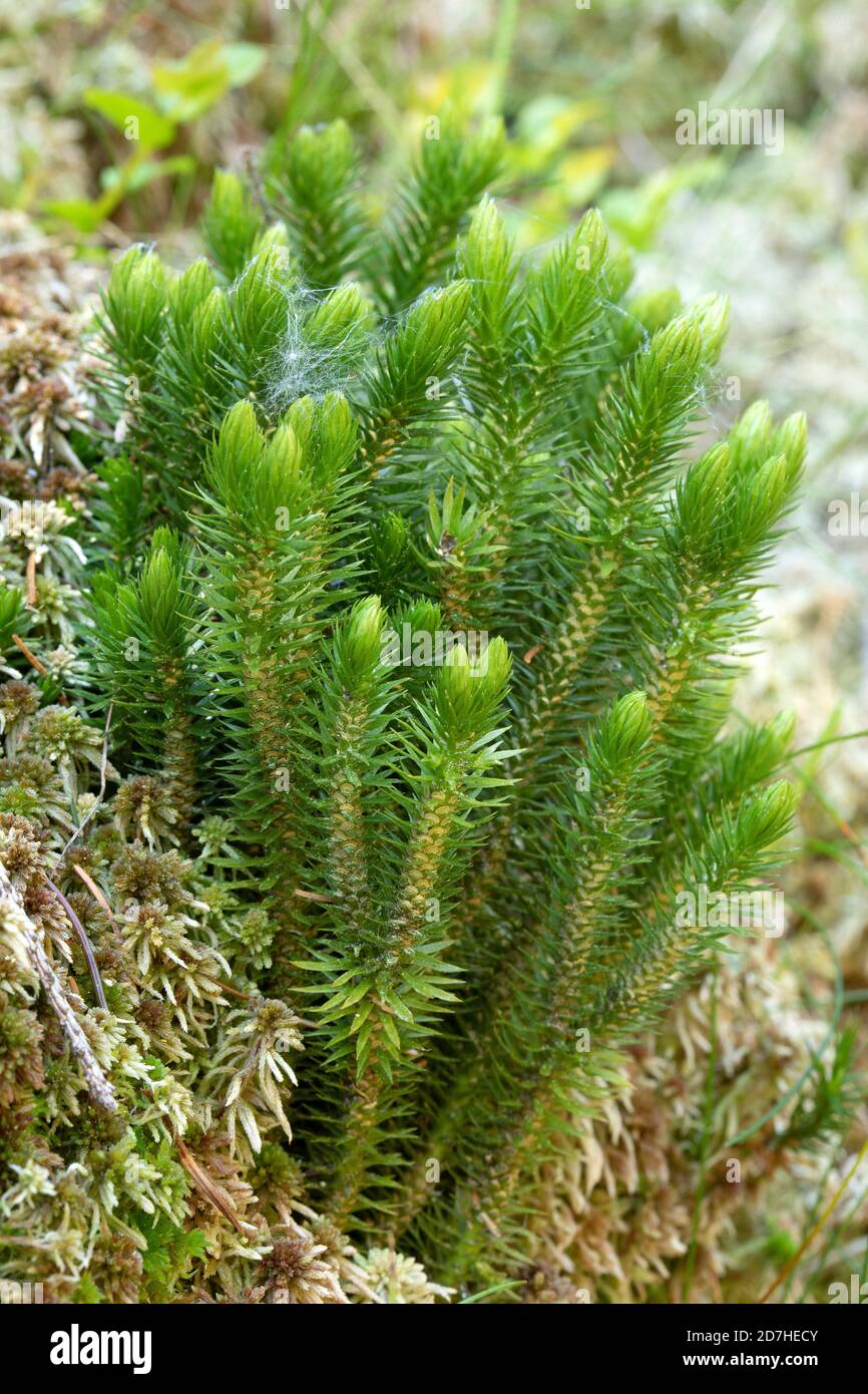 Fir clubmoss huperzia selago hi-res stock photography and images - Alamy