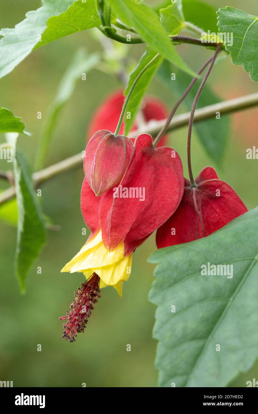 Trailing abutilon (Abutilon megapotanicum), flower Stock Photo - Alamy