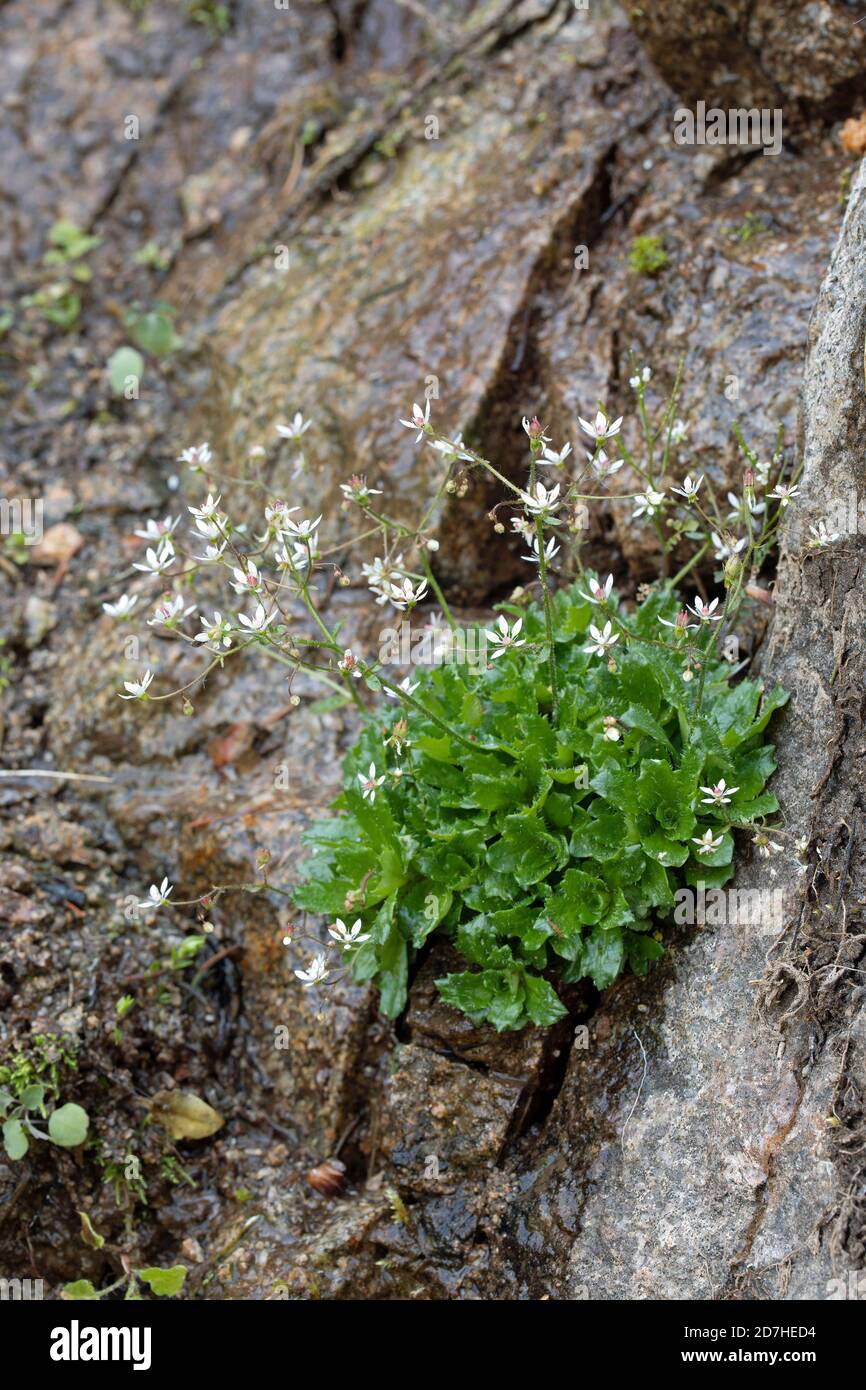 Starry saxifrage (Micranthes stellaris Syn.: Saxifraga stellaris) in ...