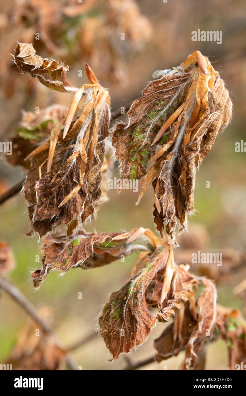Frost damage on young leaves of European beech (Fagus sylvatica Stock ...
