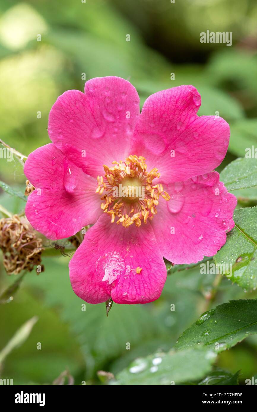 Rosa moyesii may hi-res stock photography and images - Alamy