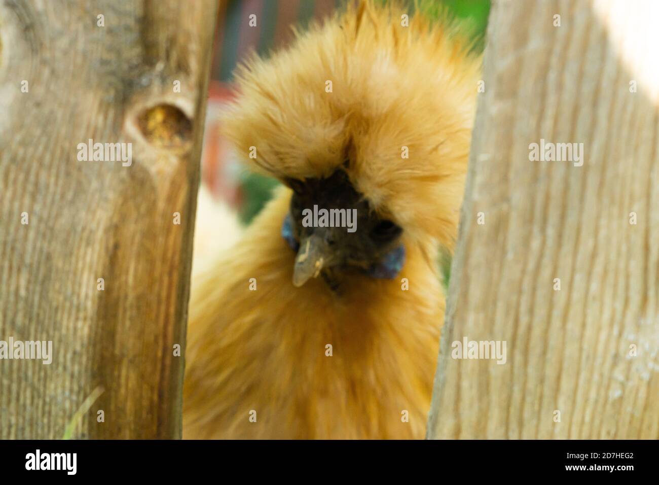 Free ranging hi-res stock photography and images - Alamy