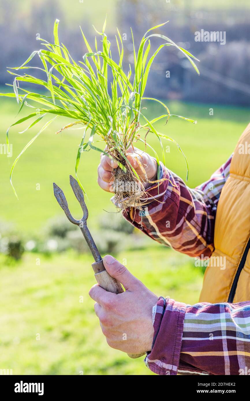 Fasciculate hi-res stock photography and images - Alamy