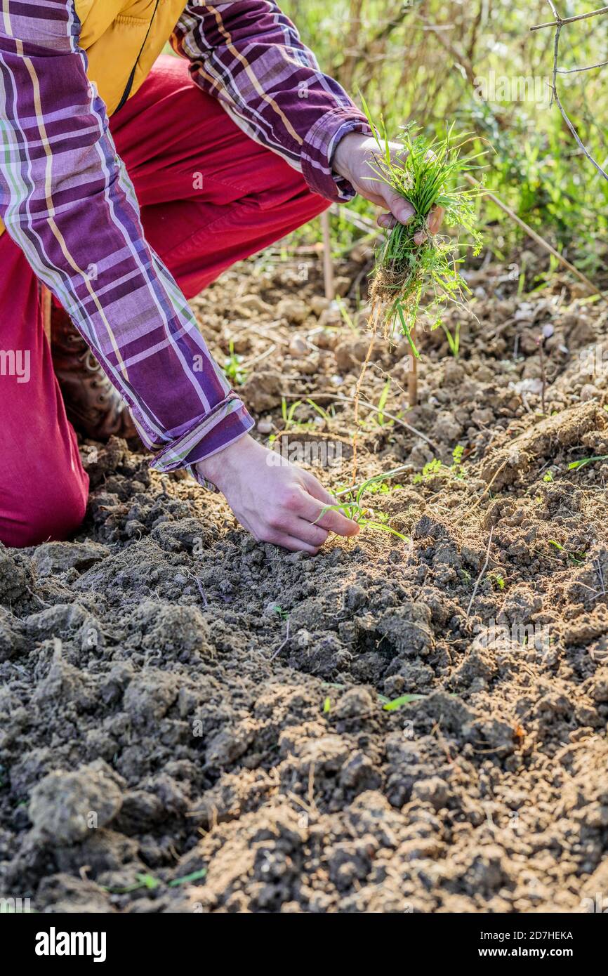 Step-by-step planting of ground cover: final weeding after soil ...