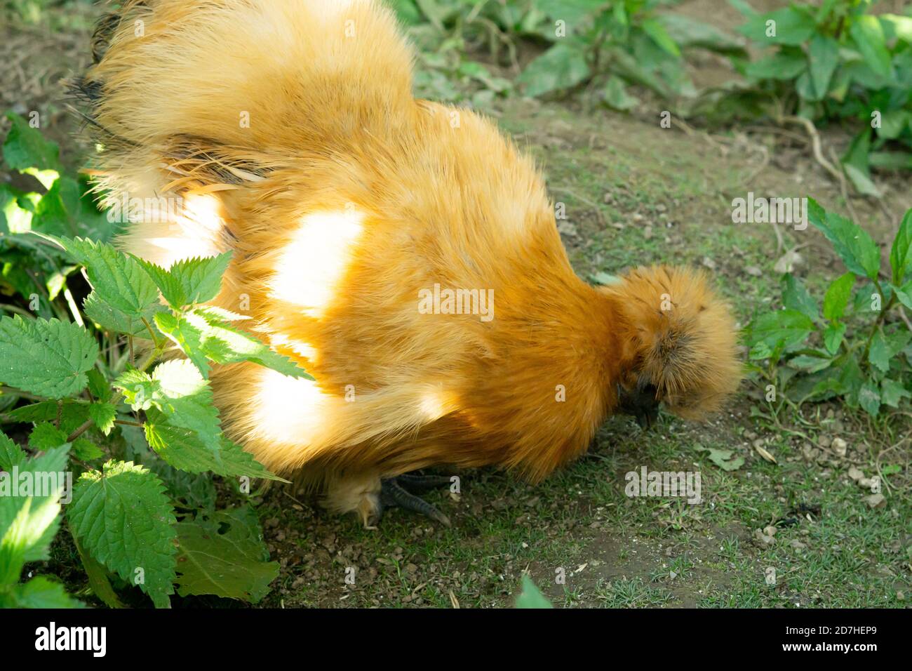 Free ranging hi-res stock photography and images - Alamy