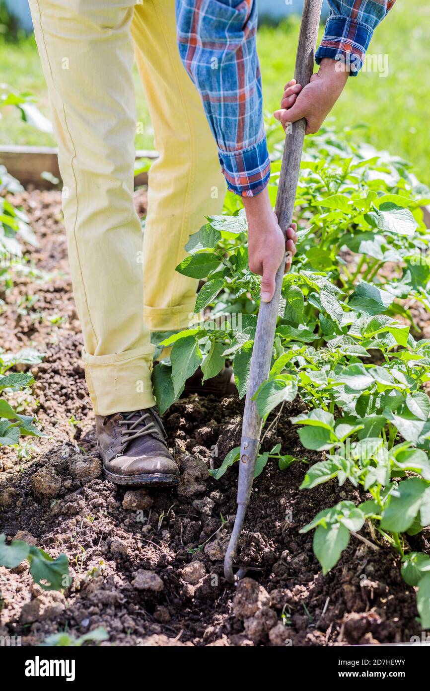 Earthing up potatoes hi-res stock photography and images - Alamy
