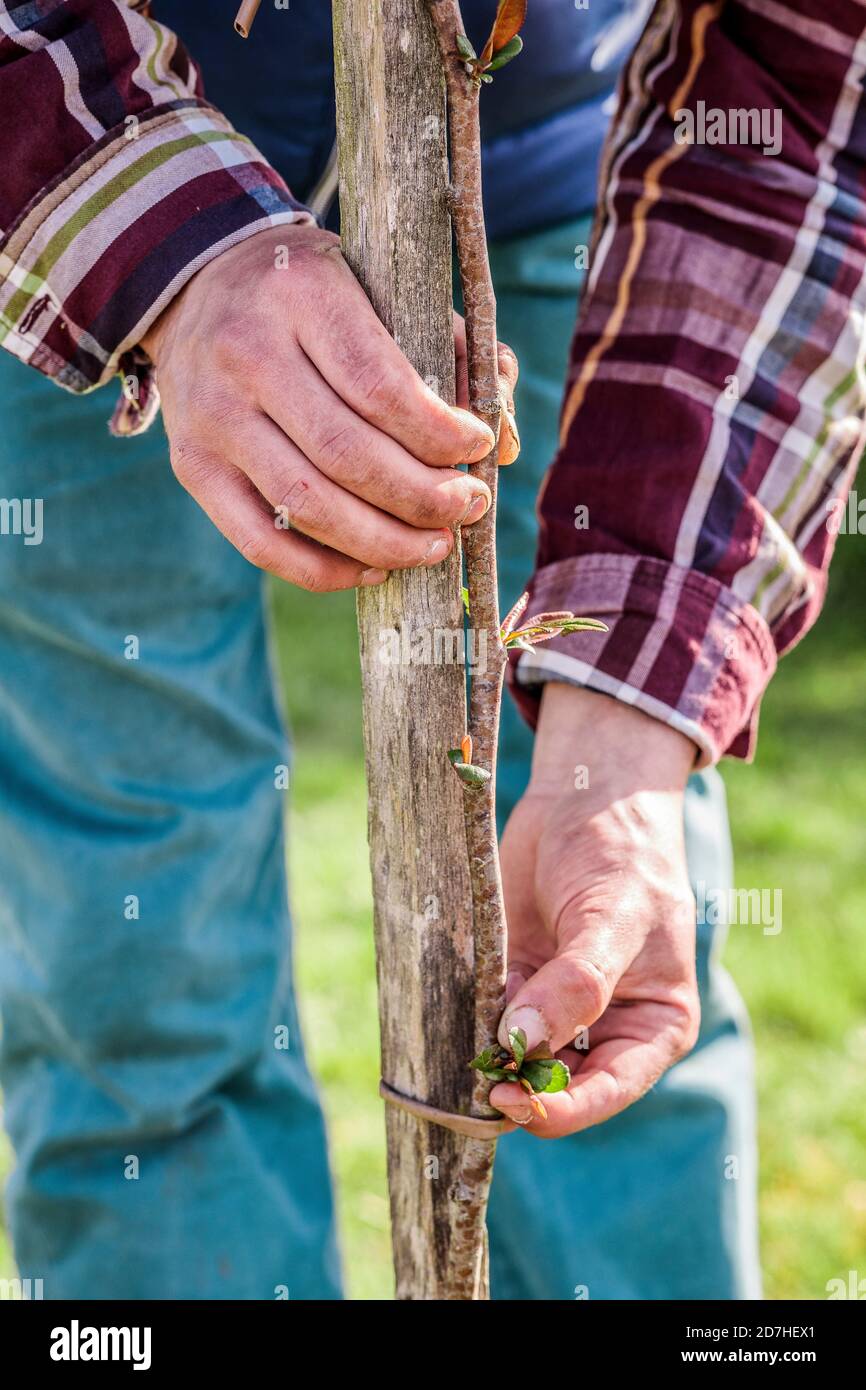 Disbudding hi-res stock photography and images - Alamy