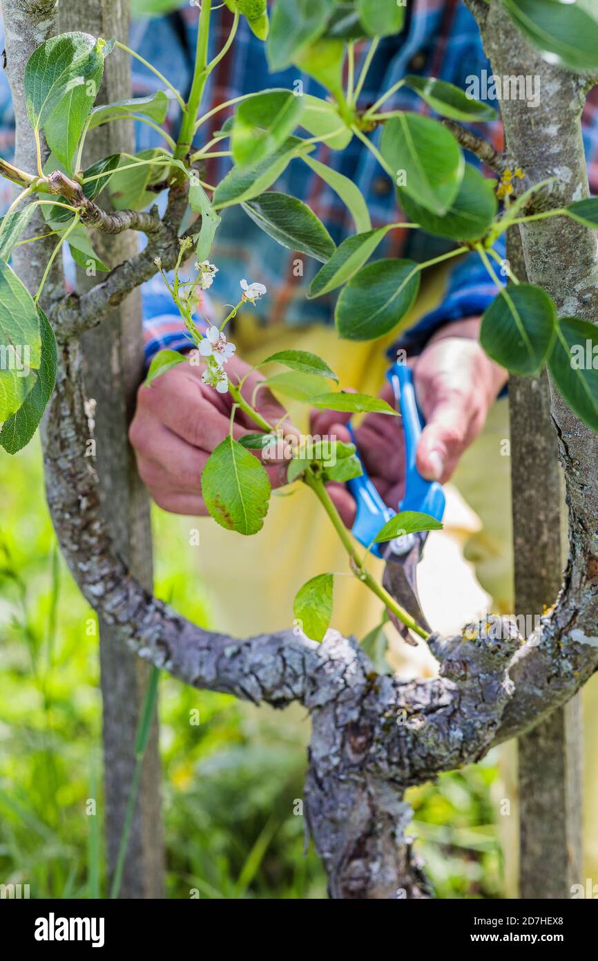 Pruning of a 'gourmand' epicormic shoot, on a pear tree: a woody shoot ...