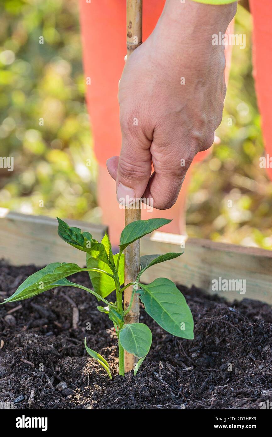 Cayenne type hi-res stock photography and images - Alamy