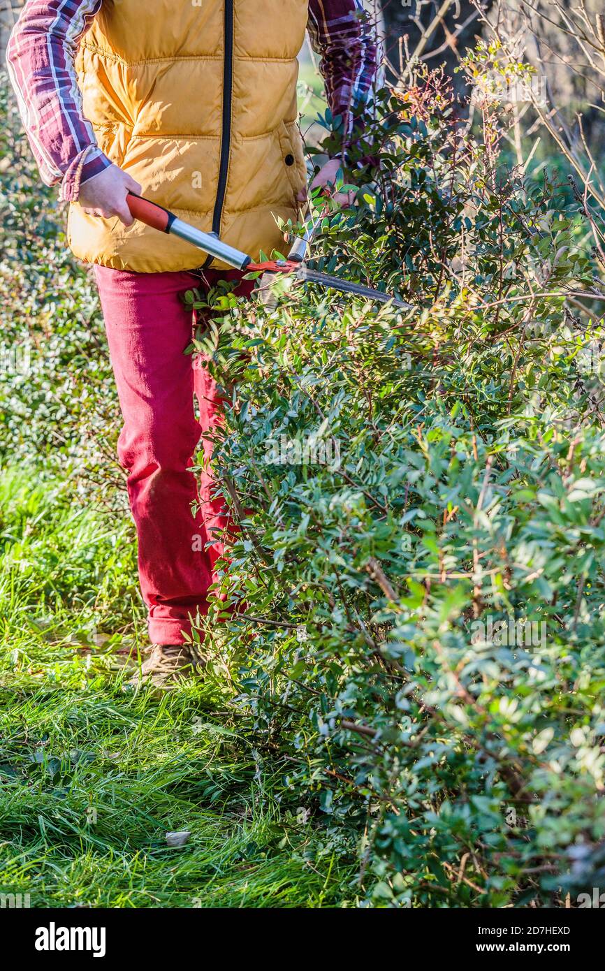 Gardener pruning a low hedge of evergreen (Mastic) at the end of winter ...