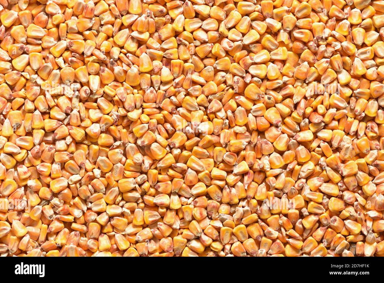 Corn grains full frame cover as background and texture Stock Photo - Alamy