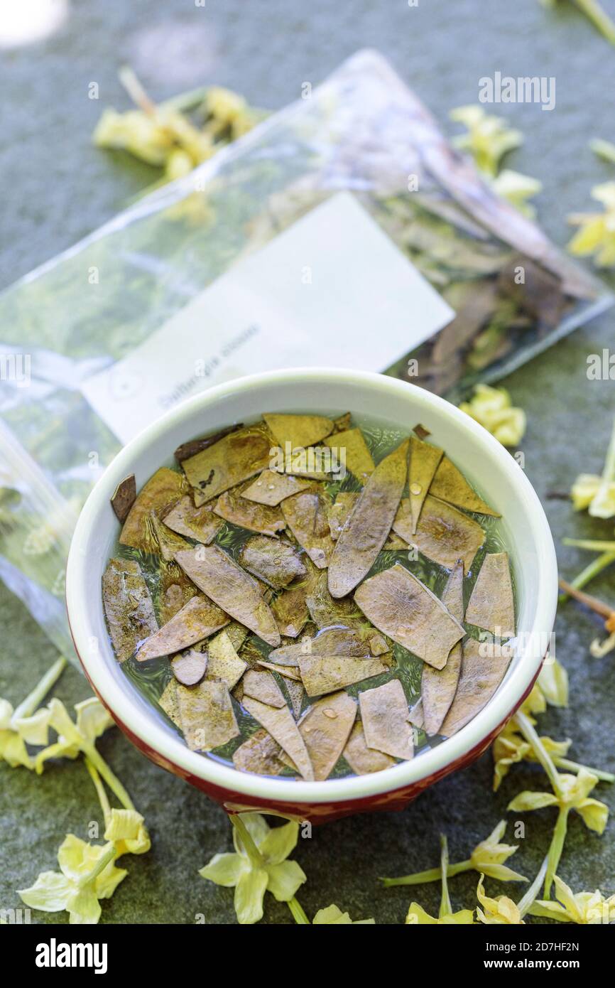 Soaking samaras of Dalbergia (Dalbergia sp) to accelerate germination ...