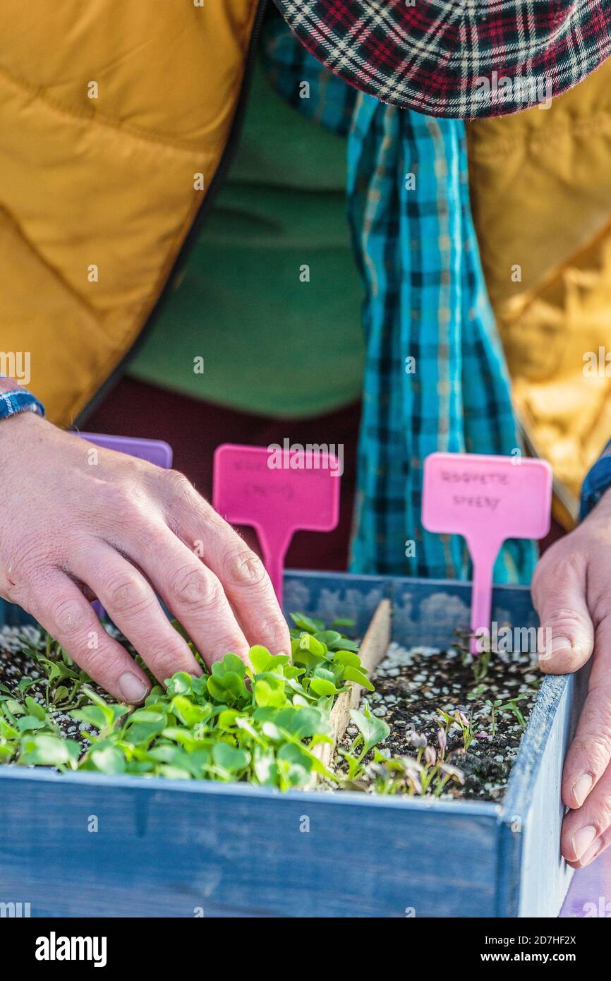 Man inspecting seedlings sown in boxes, under cover Stock Photo - Alamy