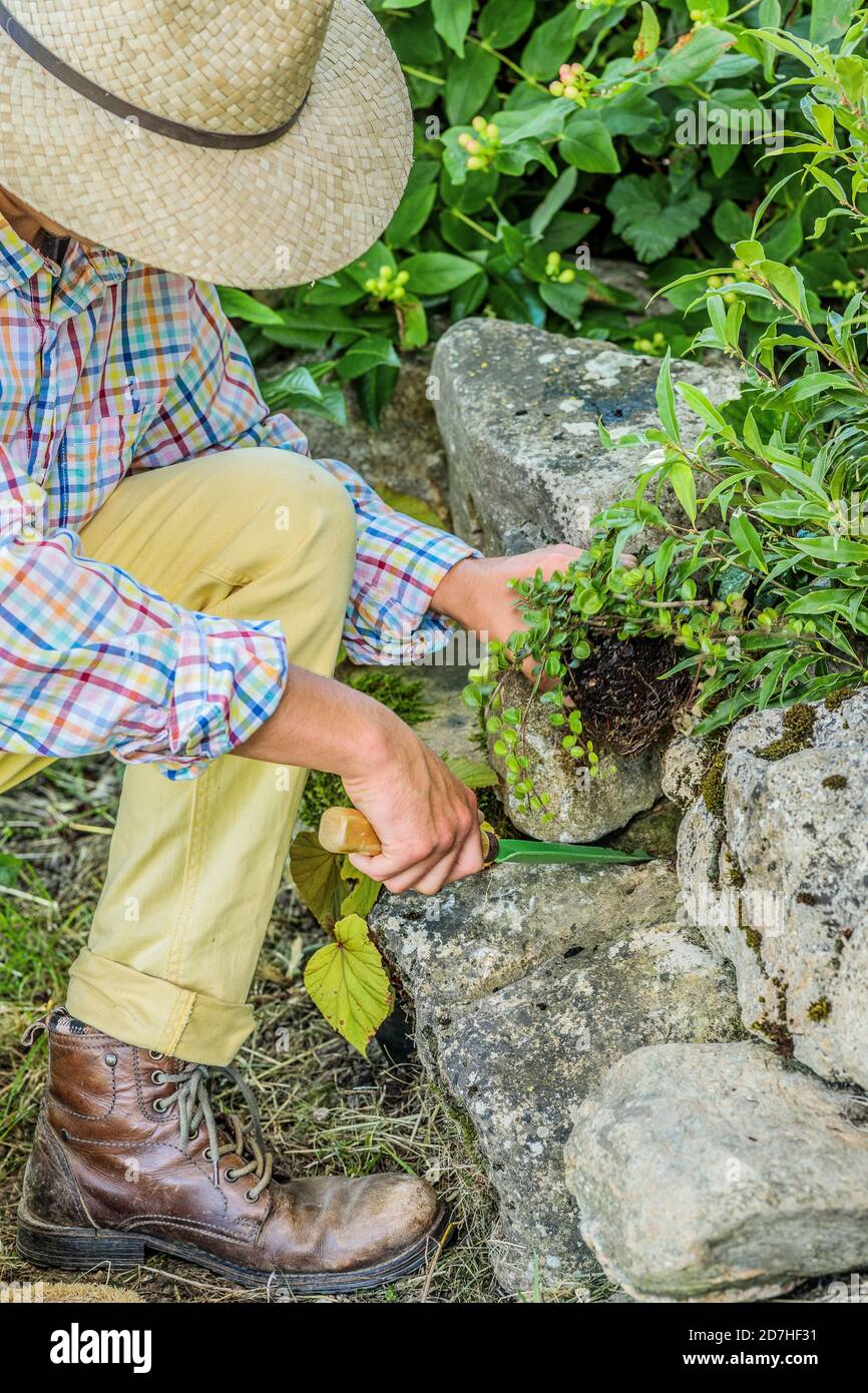 Man planting a perennial in a stone wall, step by step Stock Photo - Alamy