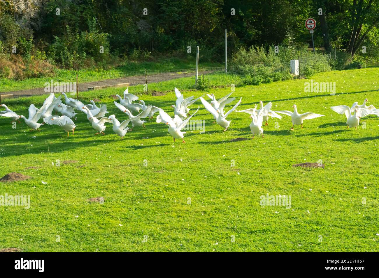white goose flock on a farm Stock Photo - Alamy