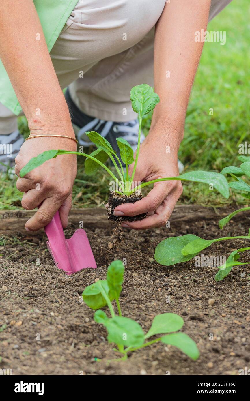 Planting summer spinach hi-res stock photography and images - Alamy