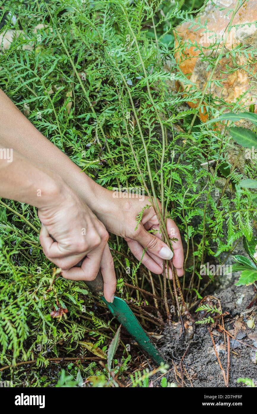 Athyrium sp hi-res stock photography and images - Alamy