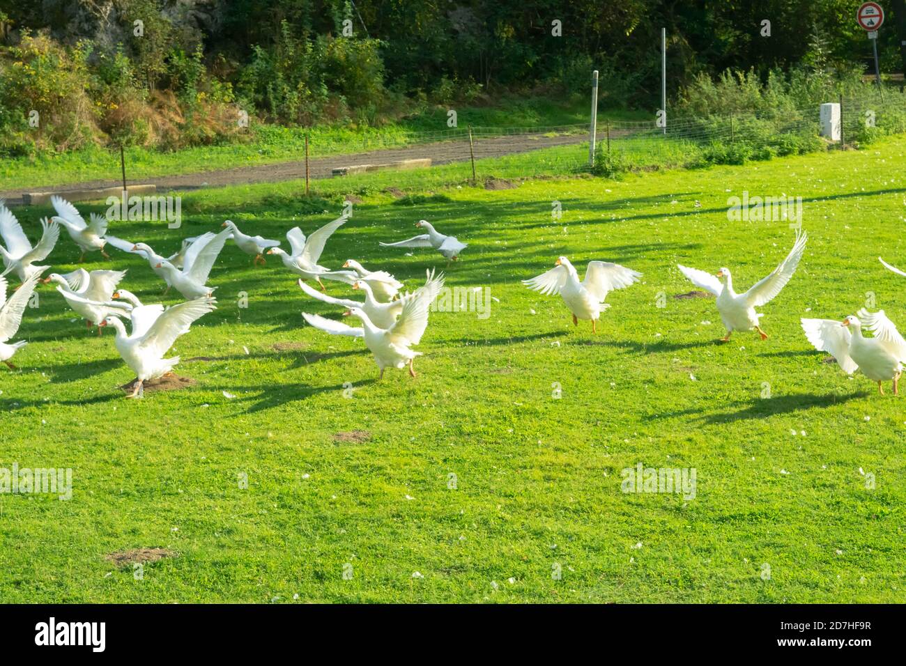 Geese birds farm goose on hi-res stock photography and images - Alamy