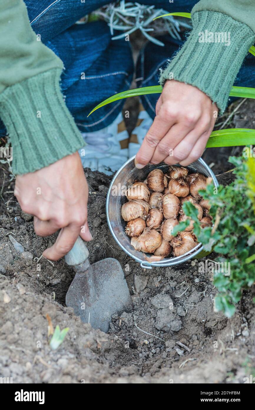 Corm species hi-res stock photography and images - Alamy