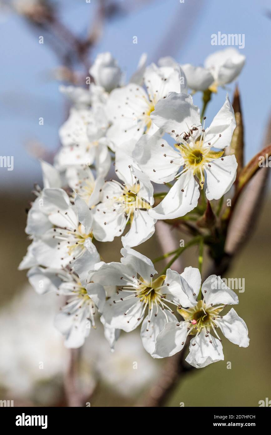 Flowers of the Xinjiang pear tree or Korla pear (Pyrus x sinkiangensis ...