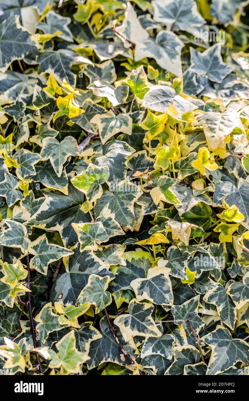 Variegated English ivy (Hedera helix) 'Gold Child' Stock Photo - Alamy