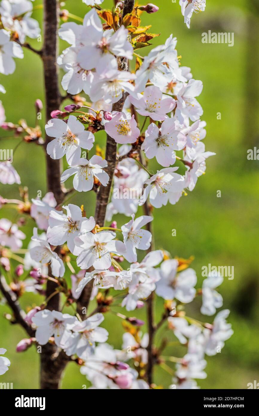 Flowering branch of the flowering cherry 'Pandora' in March, an ...