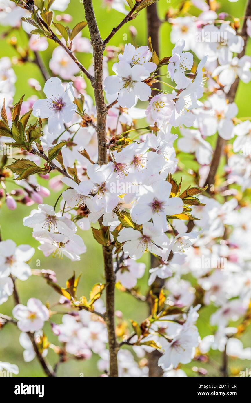 Flowering branch of the flowering cherry 'Pandora' in March, an ...