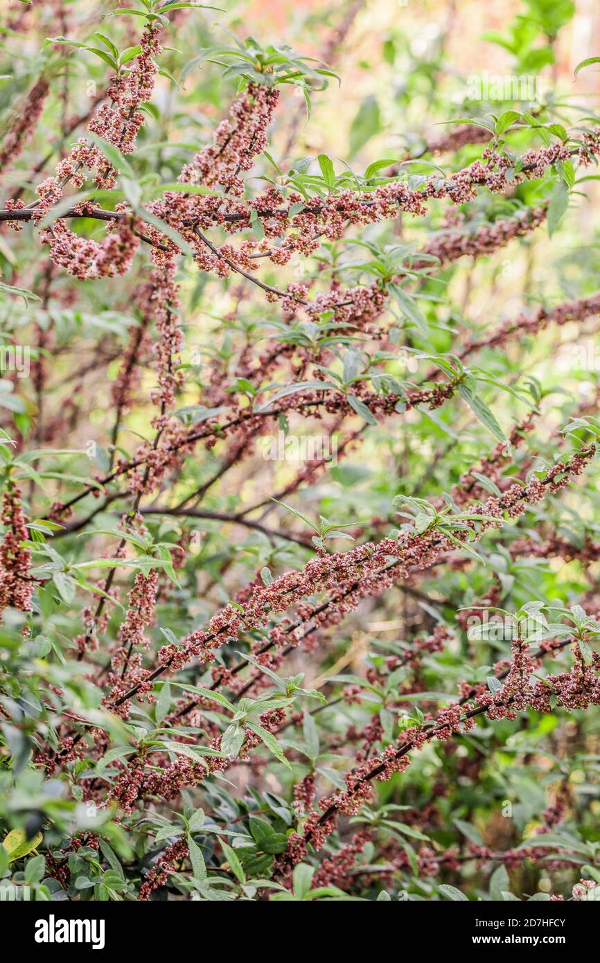 Blooms a male Yanagi Ichigo (Debregeasia orientalis), a shrubby Chinese ...