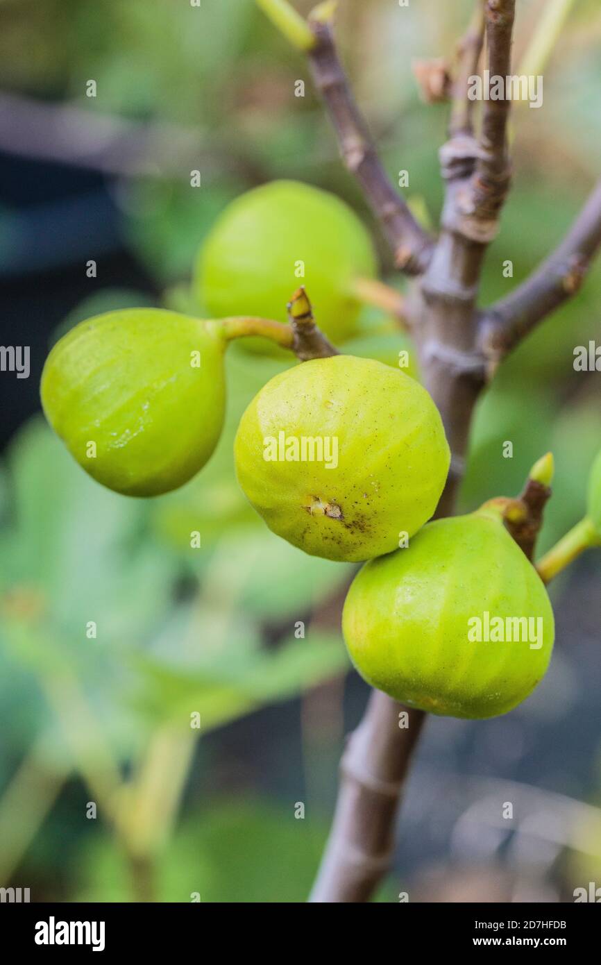 Fig 'Verte d'Argenteuil' Stock Photo - Alamy