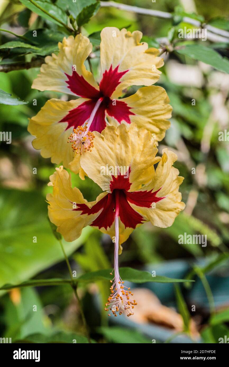 Chinese ibiscus (Hibiscus rosa-sinensis) 'Sylvia Goodman' Stock Photo ...