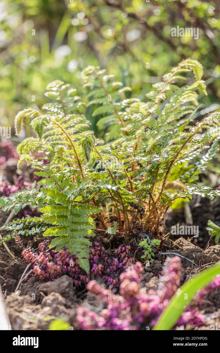 Clump of Soft shield fern (Polystichum setiferum) 'Proliferum' in ...