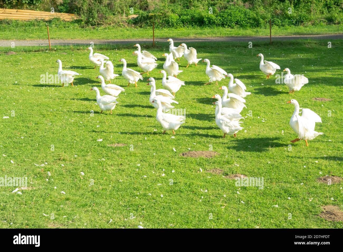 white goose flock on a farm Stock Photo - Alamy