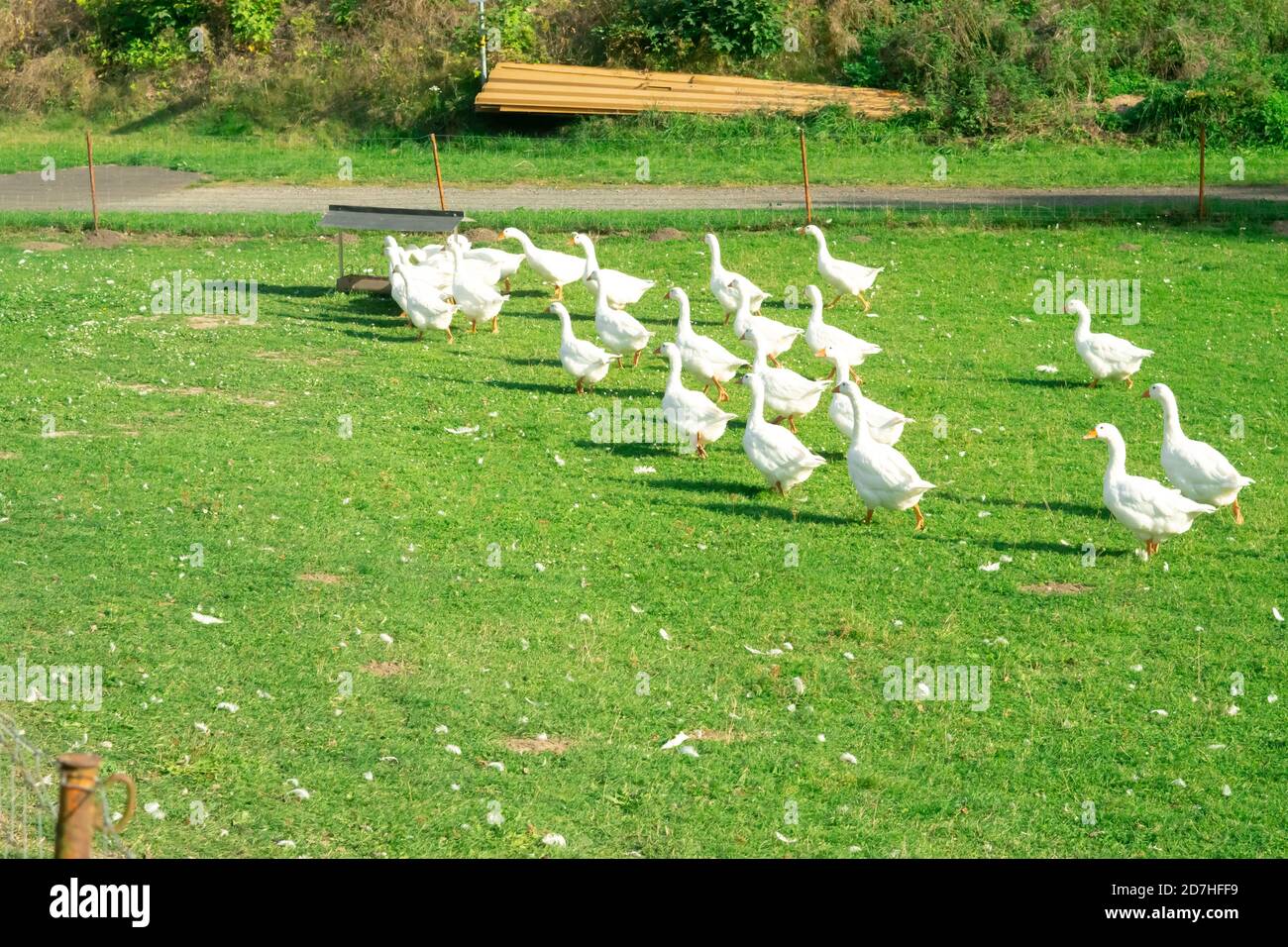 white goose flock on a farm Stock Photo - Alamy