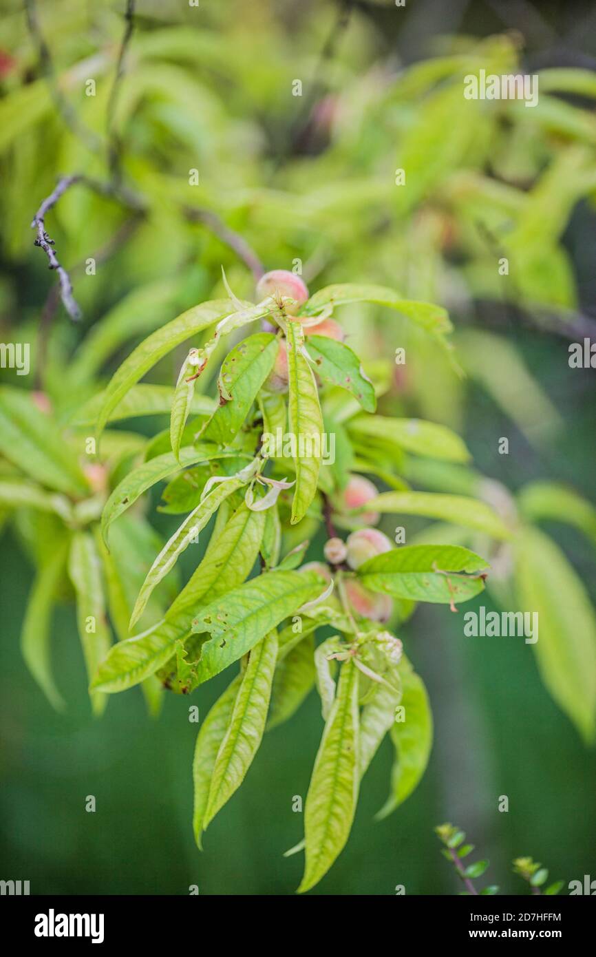 Peach tree suffering from iron chlorosis in calcareous soil Stock Photo ...