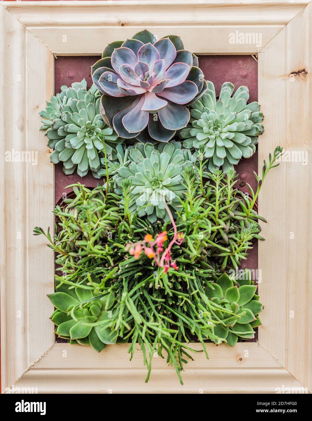 Indoor living plant painting with Echeverias (Echeveria sp Stock Photo ...