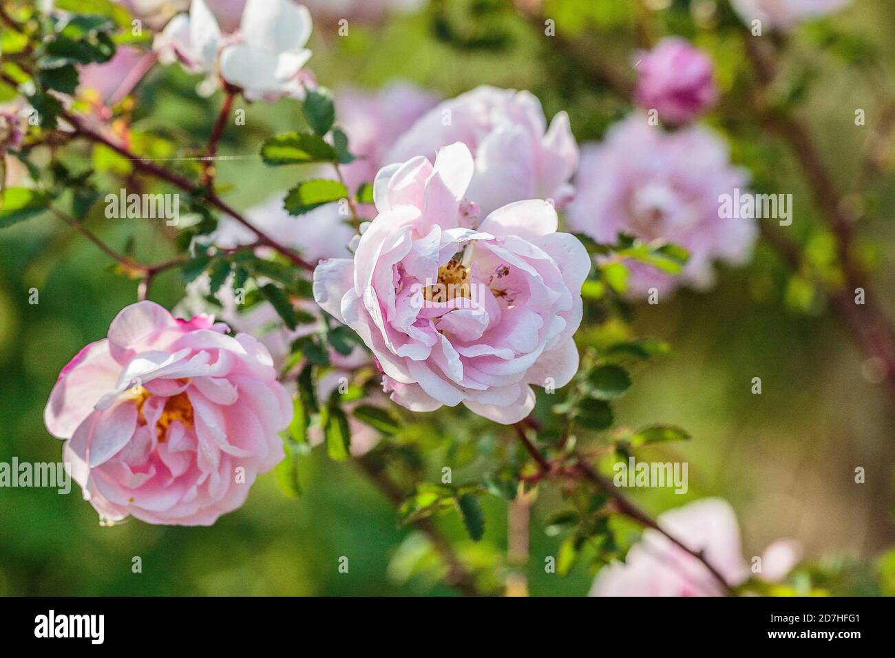 Burnet rose (Rosa pimpinellifolia) 'Souvenir de Ferdinand Leroy' Stock ...