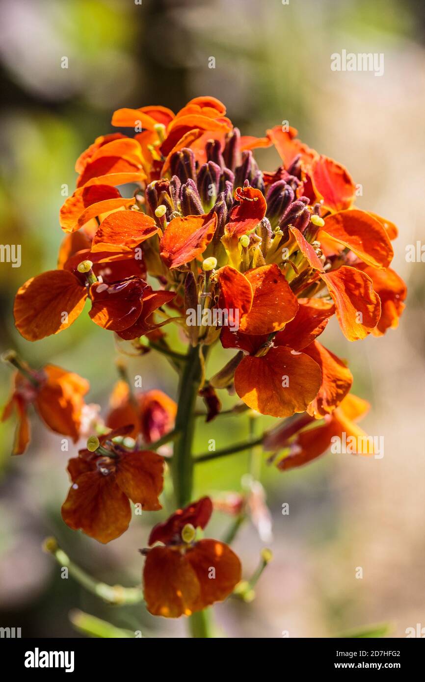 Wheeler's Wallflower (Erysimum wheeleri), American biennial Stock Photo ...