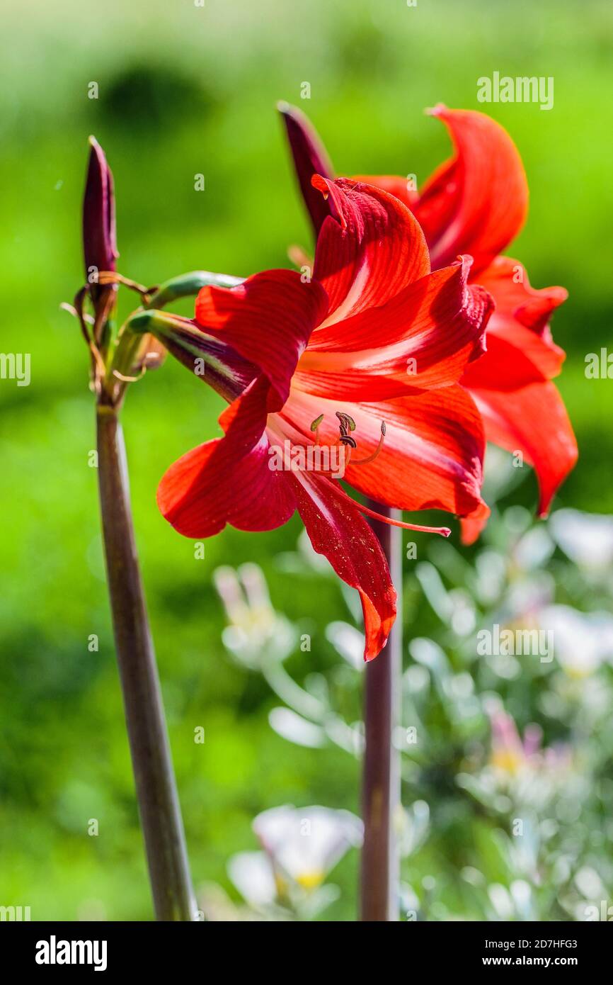 Flowering hardy garden amaryllis, Hippeastrum x sonatini Stock Photo ...