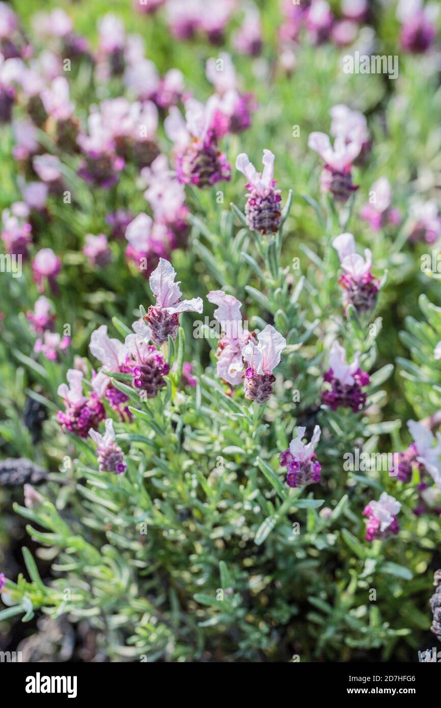 French lavender (Lavandula stoechas) 'Boysenberry Ruffles' Stock Photo ...