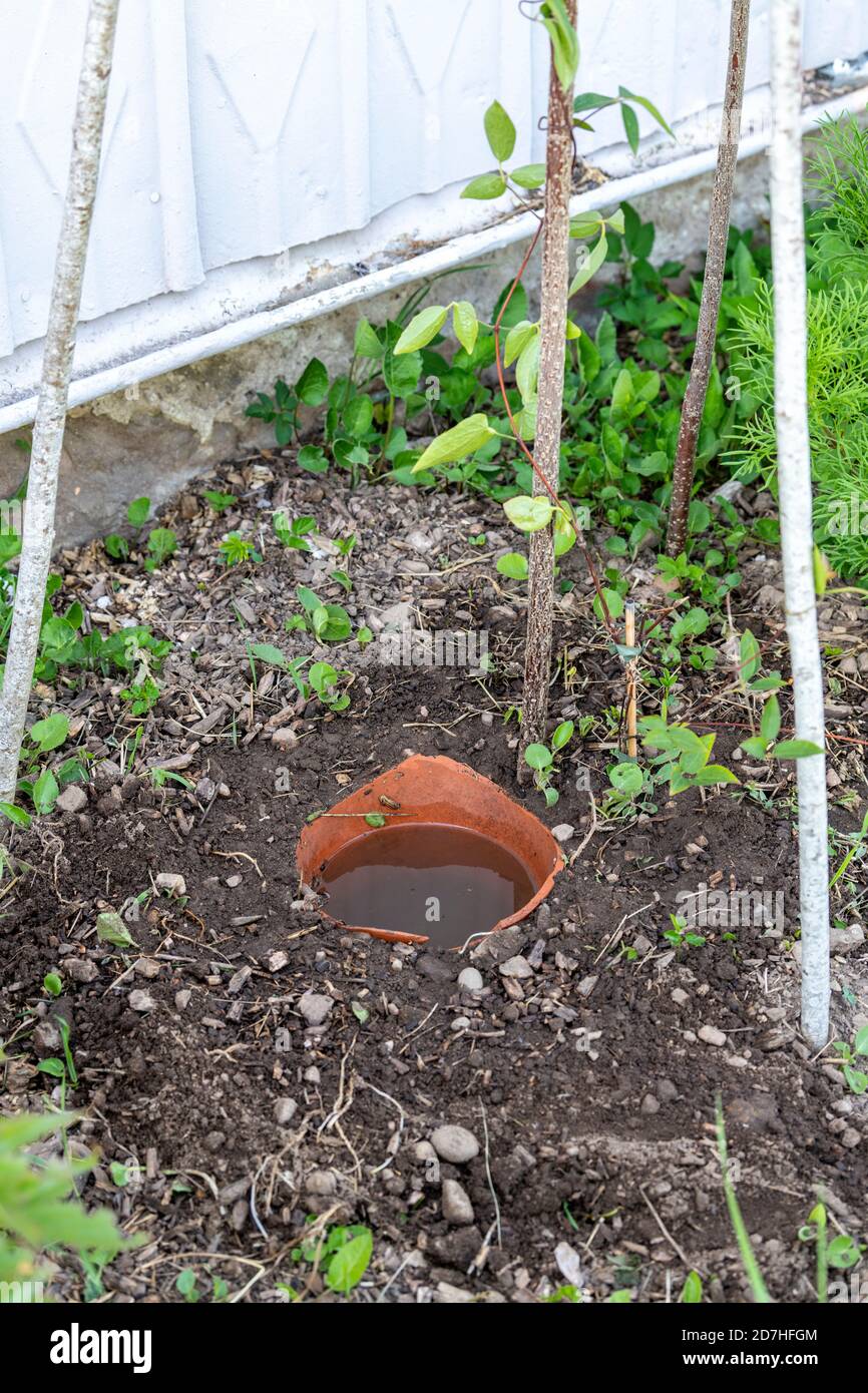 Oya: Porous terracotta watering pot in a garden, summer, Vosges, France ...