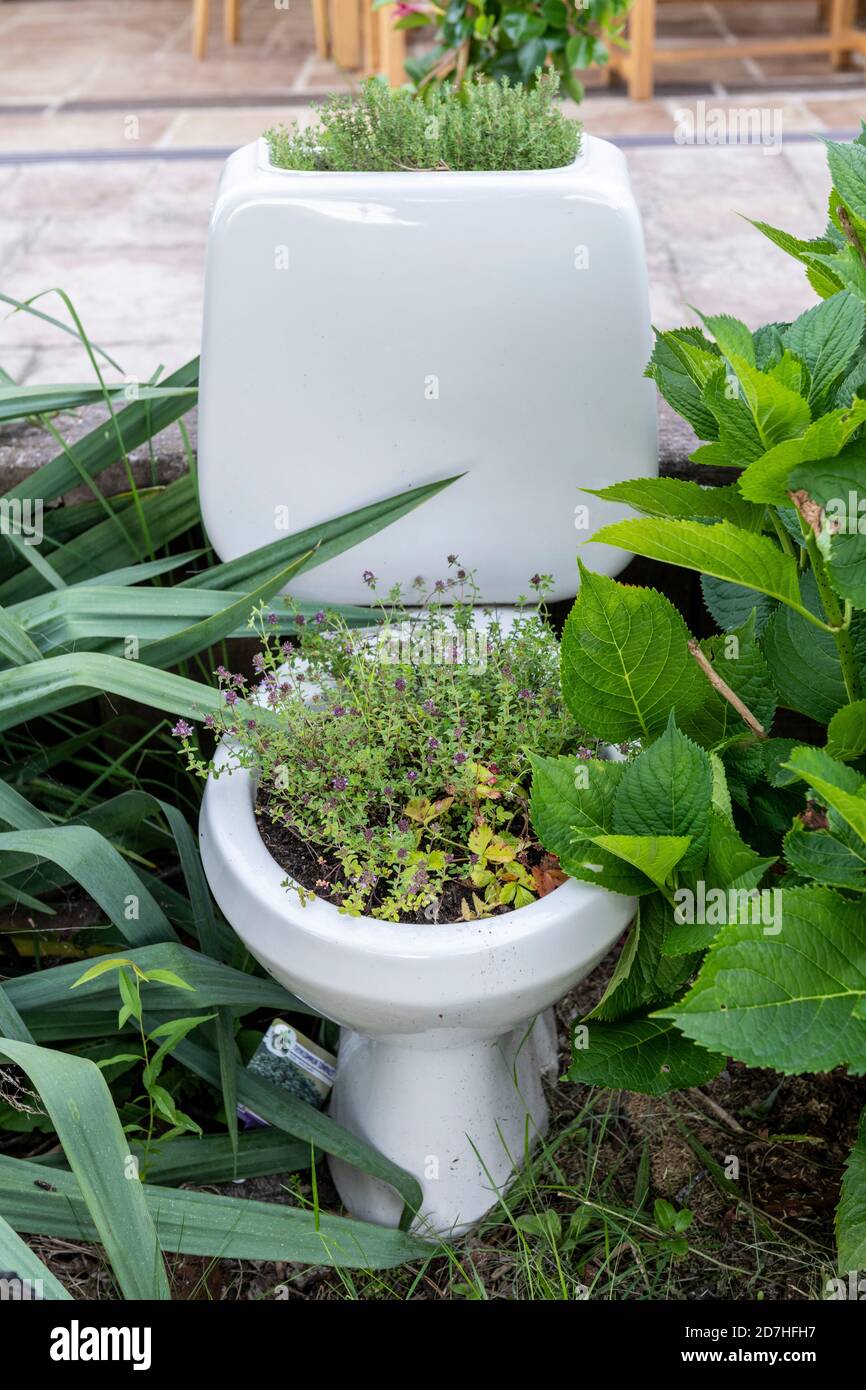 Wild Thyme (Thymus serpyllum) growing in a WC in the garden in summer ...