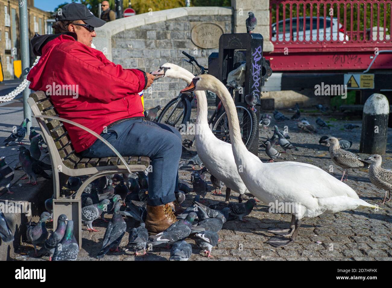 A man sits on a bench feeding pigeons and swans Stock Photo - Alamy